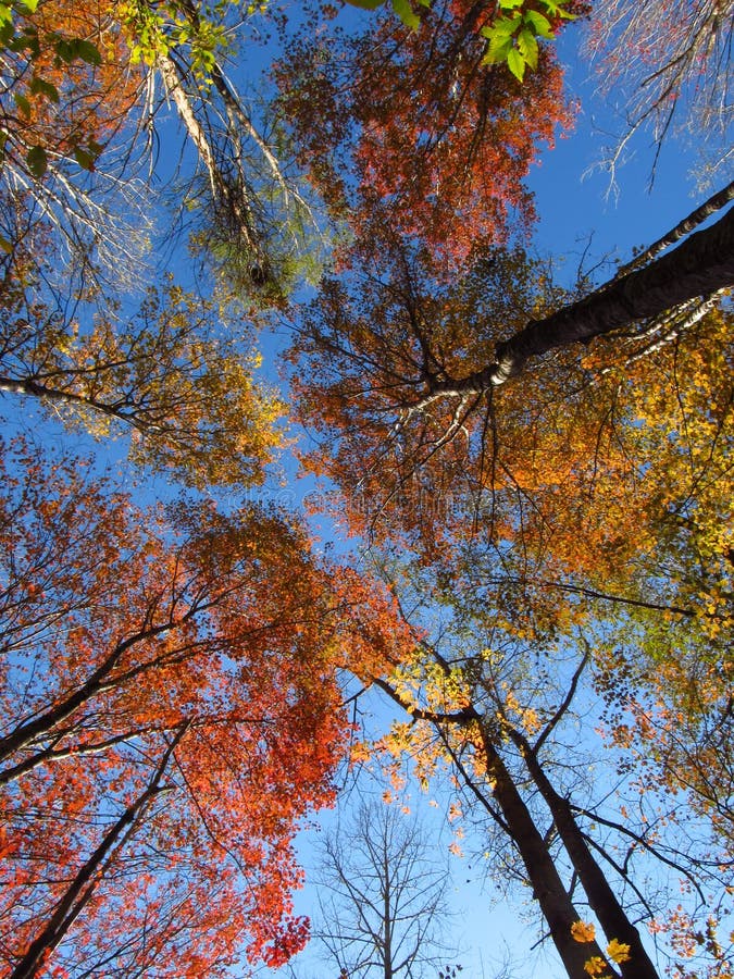 Forest2 stock image. Image of green, plant, rural, land - 1805921