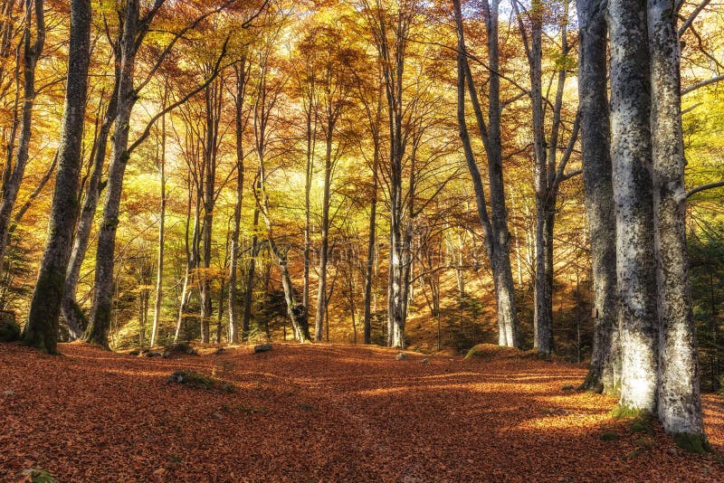 Autumn in Central Balkan National Park in Bulgaria Stock Photo - Image ...