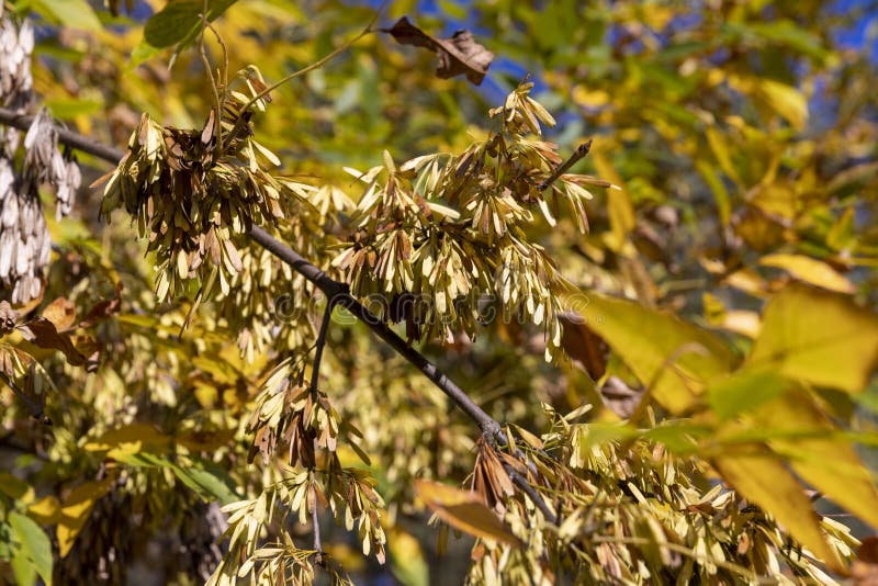 Autumn Changes on Ash Trees on a Sunny Day Stock Image - Image of ...