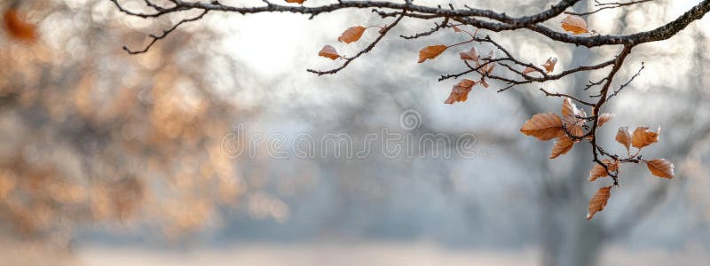 Autumn Charm: Simple and Elegant Banner Featuring Fall Leaves and Ample ...