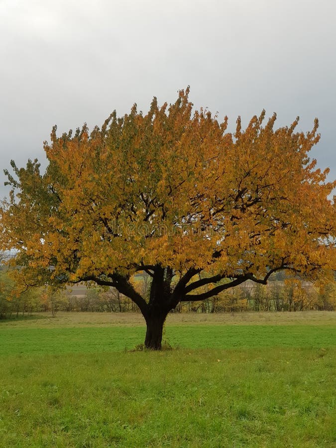 Autumn Cherry Tree Isolated on White Stock Photo - Image of isolation ...