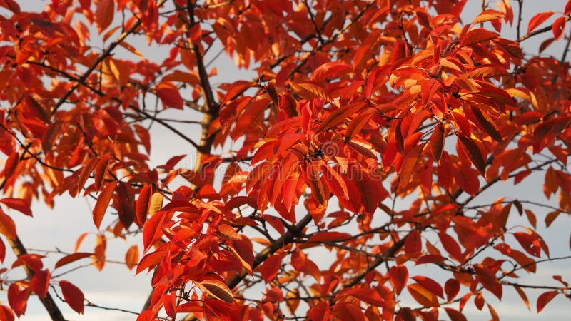 Autumn cherry tree leaves stock photo. Image of lines - 62393990