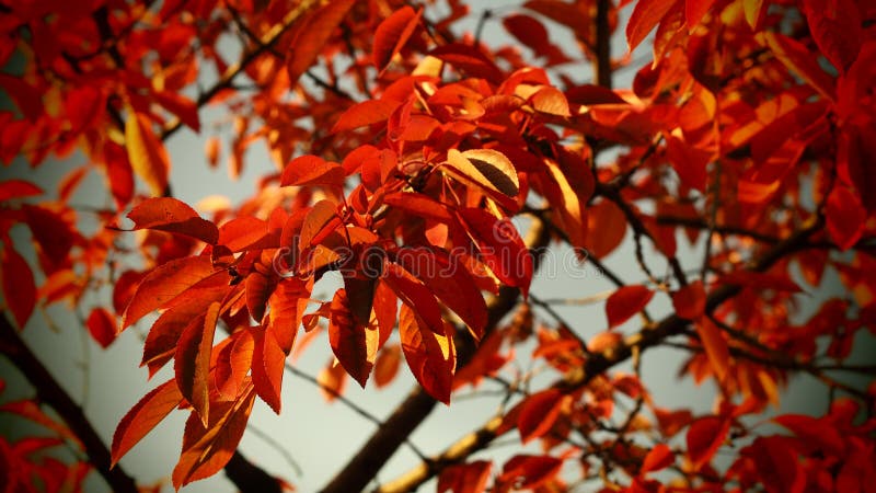 Autumn cherry tree leaves stock image. Image of fall - 62394079
