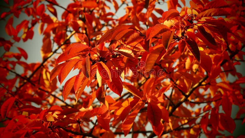 Autumn cherry tree leaves stock image. Image of seasonal - 62394217
