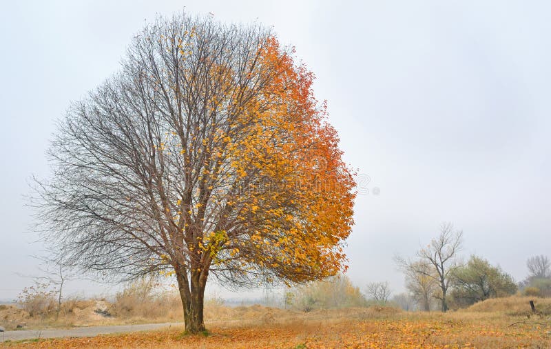 Autumn cherry tree stock image. Image of ecology, november - 46962927
