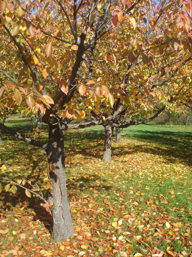 Autumn Cherry Trees in the Garden Stock Image - Image of trees, outdoor ...