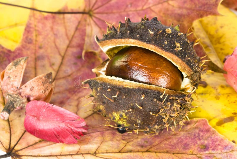 Autumn chestnut stock image. Image of green, flora, organic - 11112525