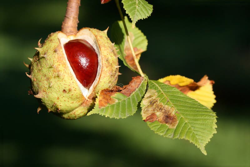 Autumn chestnut leaves stock photo. Image of chestnut, yellow - 466150