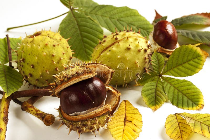 Autumn chestnut stock image. Image of yellow, chestnut - 37549929