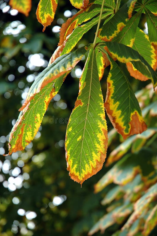 Autumn chestnut leaves stock photo. Image of chestnut, yellow - 466150