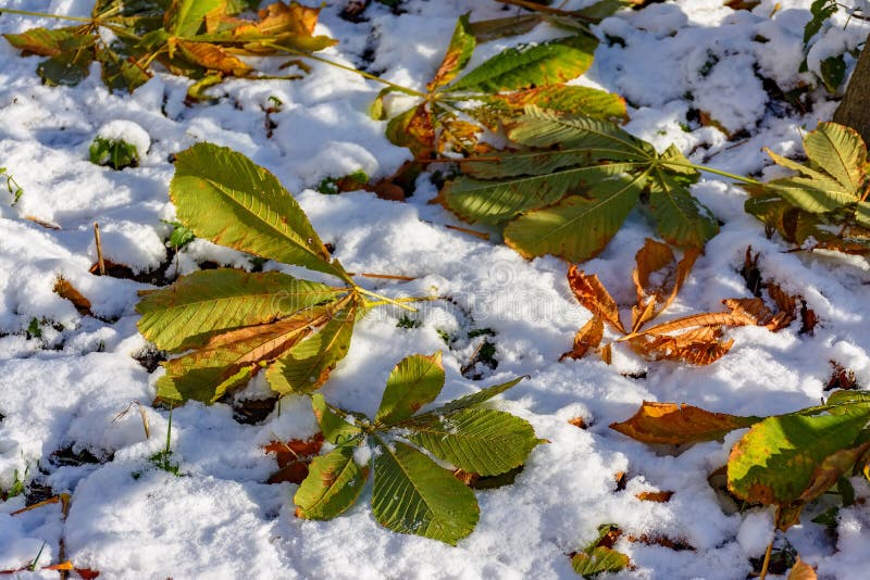 Autumn Chestnut Leaves Fallen on Fresh Snow Stock Photo - Image of fall ...