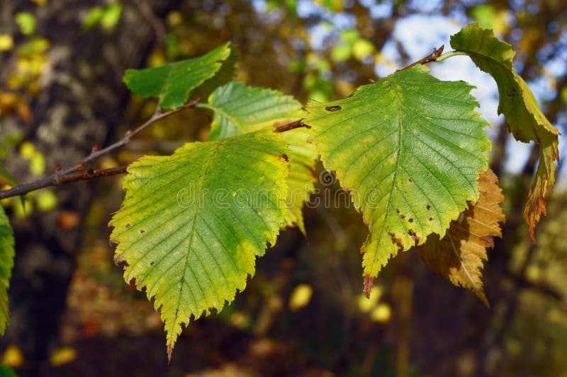 Autumn chestnut leaves stock image. Image of poland, detail - 46359619
