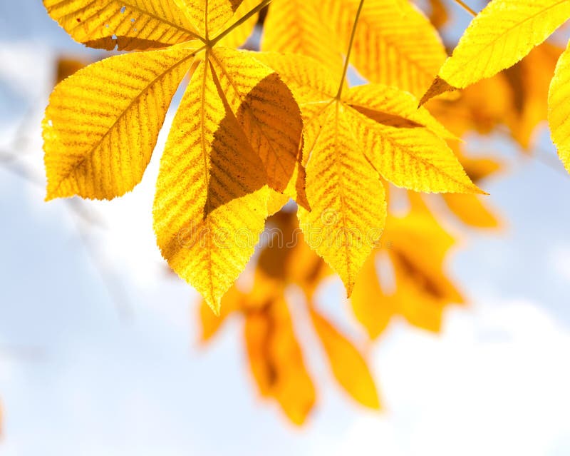 Autumn Chestnut Leaves in Sunlight Stock Image - Image of beautiful ...