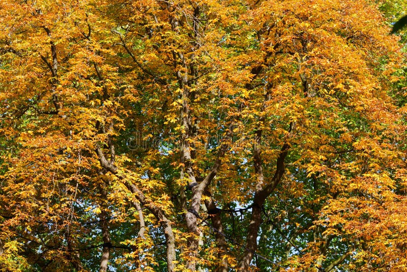 Autumn chestnut tree stock photo. Image of crown, color - 27426304