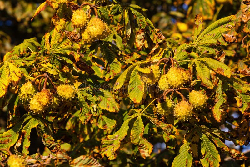 Autumn chestnut tree stock photo. Image of leaves, chestnut - 27505722