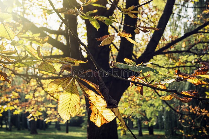 Autumn Chestnut Tree in Sunlight Stock Image - Image of leaf, nature ...