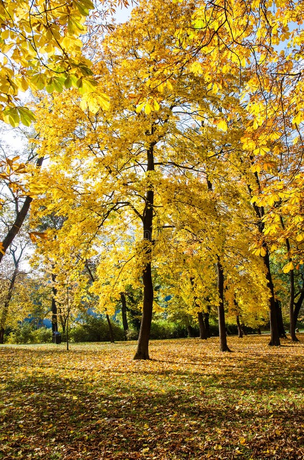 Autumn chestnut trees stock photo. Image of foliage, vertical - 76861294