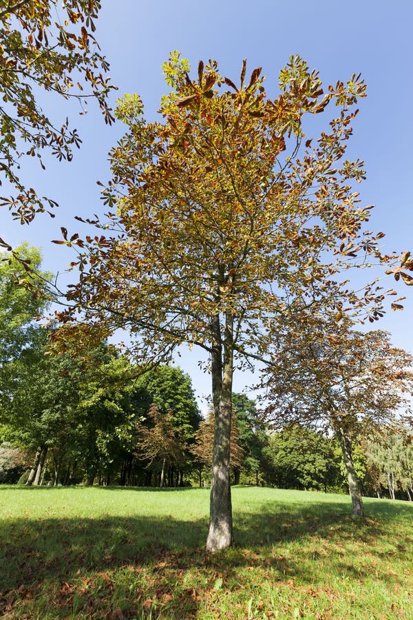 Autumn and on Chestnut Trees Stock Photo - Image of defoliation ...