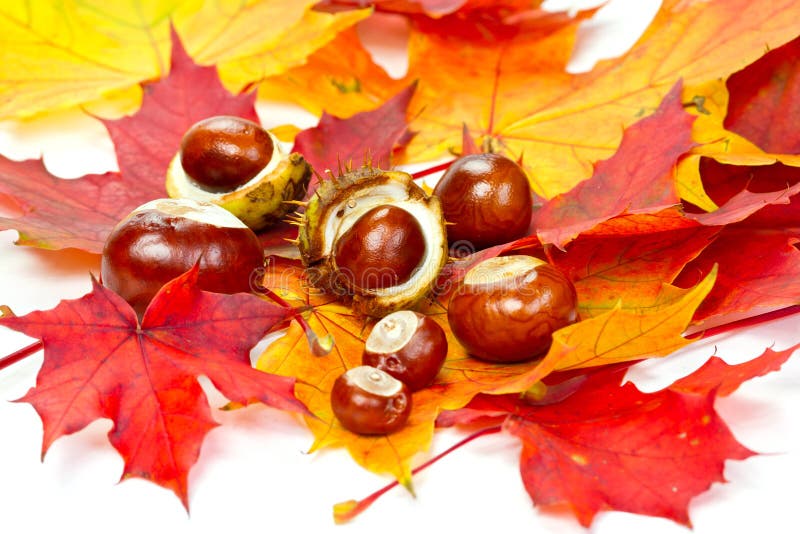 Chestnuts on fall leaves stock image. Image of forest - 21505963