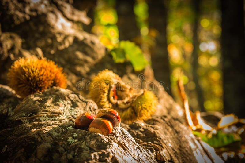 And with the Autumn the Chestnuts Falling Stock Image - Image of spiked ...