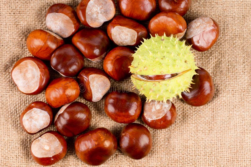 Autumn chestnuts stock photo. Image of seeds, peel, nature - 33726438