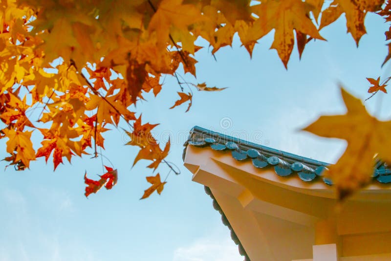 Autumn in the City. Maple Fall Colors Under the Roof Stock Photo ...