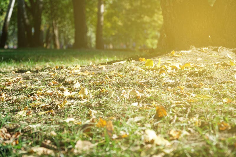 Autumn City Park Fall Colors, Four Seasons Stock Photo - Image of ...