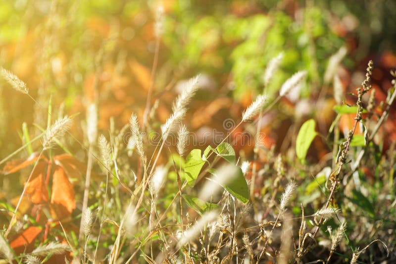 Autumn City Park Fall Colors, Four Seasons Stock Photo - Image of ...