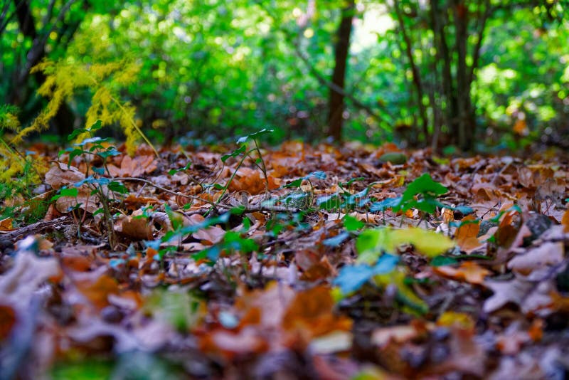 Autumn City Park Fall Colors, Four Seasons Stock Image - Image of leaf ...