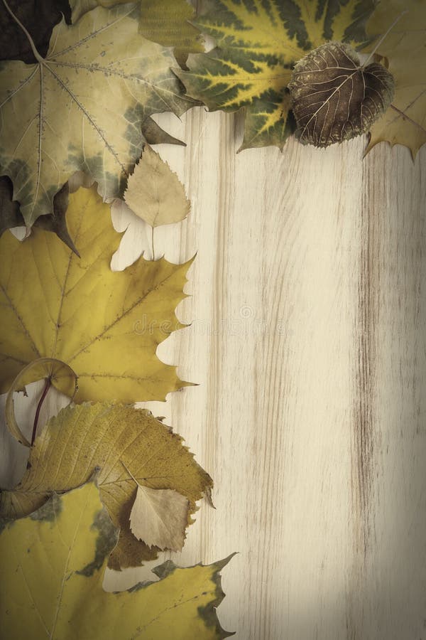 Autumn Classified on the Tree with Leaf Frame for Words and ...