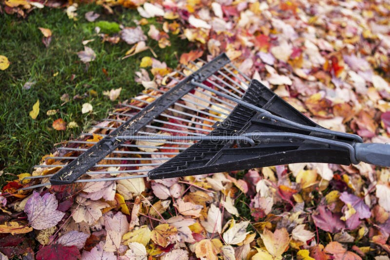Raking autumn leaves stock image. Image of collection - 16426157