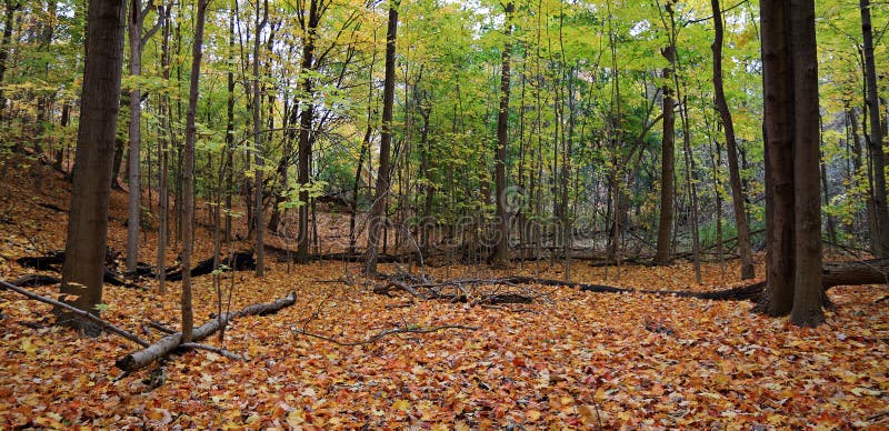 2,648 Small Clearing Forest Stock Photos - Free & Royalty-Free Stock ...