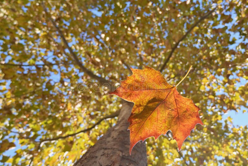Autumn Closeup Single Maple Leaf Stock Photo - Image of plant, leaf ...