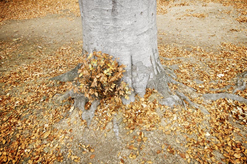 Autumn stock photo. Image of landscape, plant, bright - 39497914