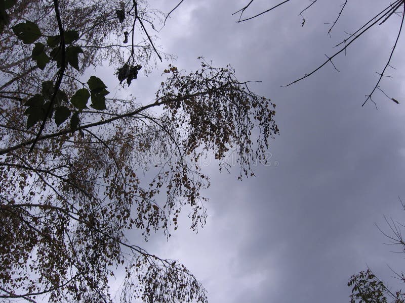 Autumn Cloudy Weather with Tree Branches Depress in the Sky Stock Photo ...