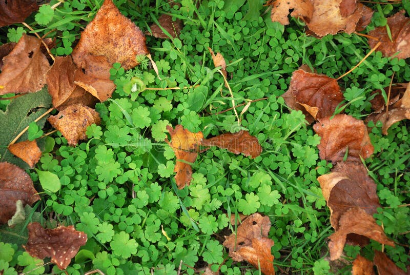 Autumn clovers stock photo. Image of season, fall, nature - 7387966