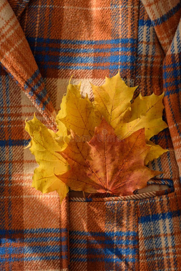 Autumn Coat with Maple Leaves in Pocket Under Sun Rays Stock ...