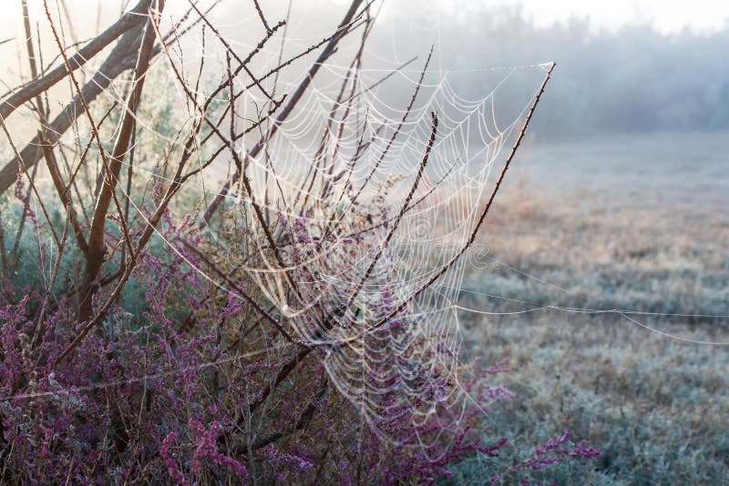 Autumn cobwebs on bushes stock photo. Image of dawn, plant - 42511078
