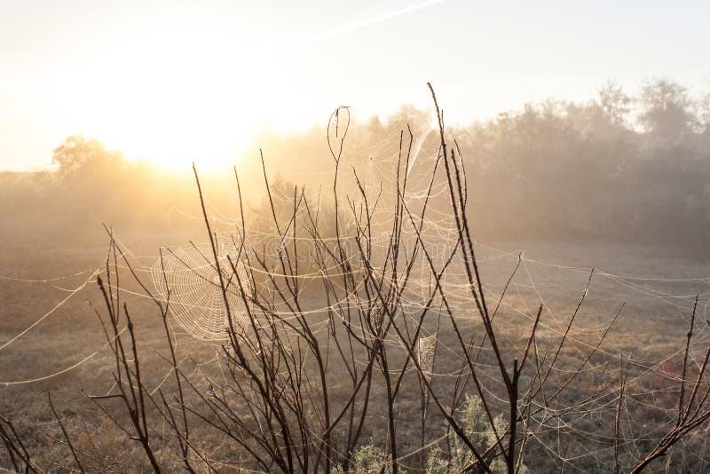 Autumn cobwebs on bushes stock image. Image of environment - 42511167