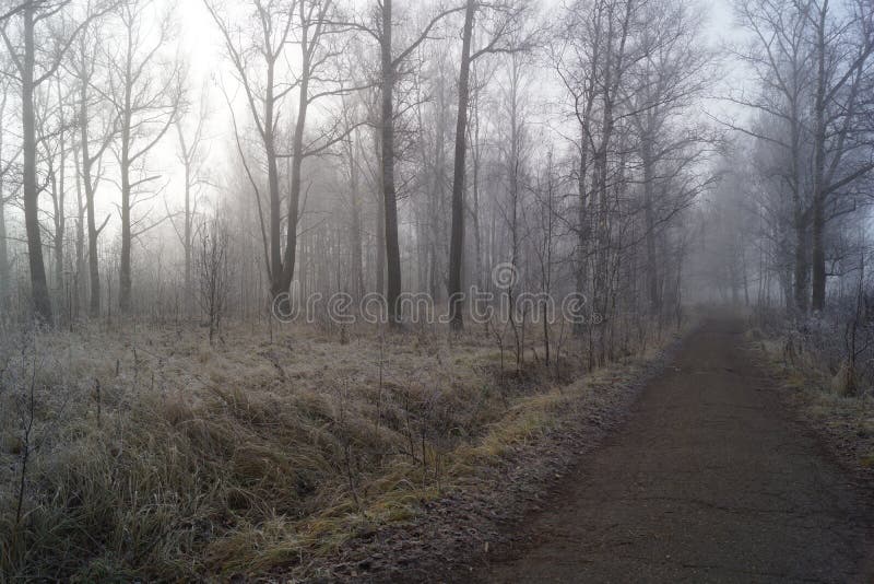 Autumn in the cold forest stock photo. Image of leads - 160425382