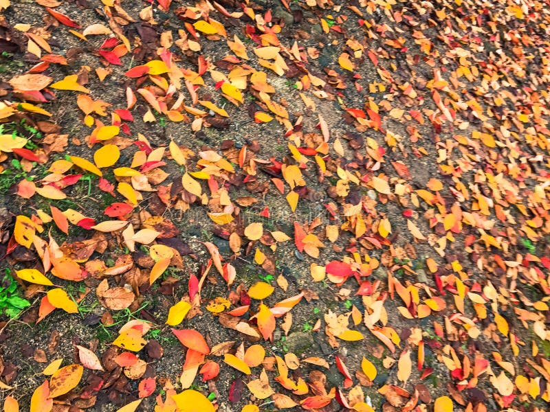 Autumn stock image. Image of coming, yellow, romance - 90646269