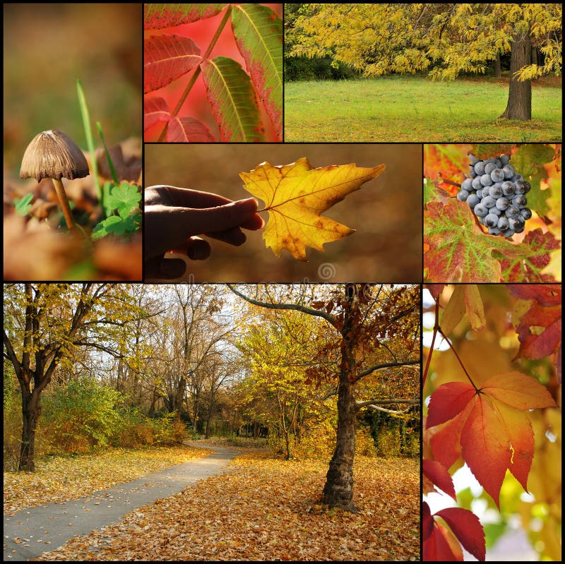 Autumn Theme stock photo. Image of foliage, bright, forest - 7060866