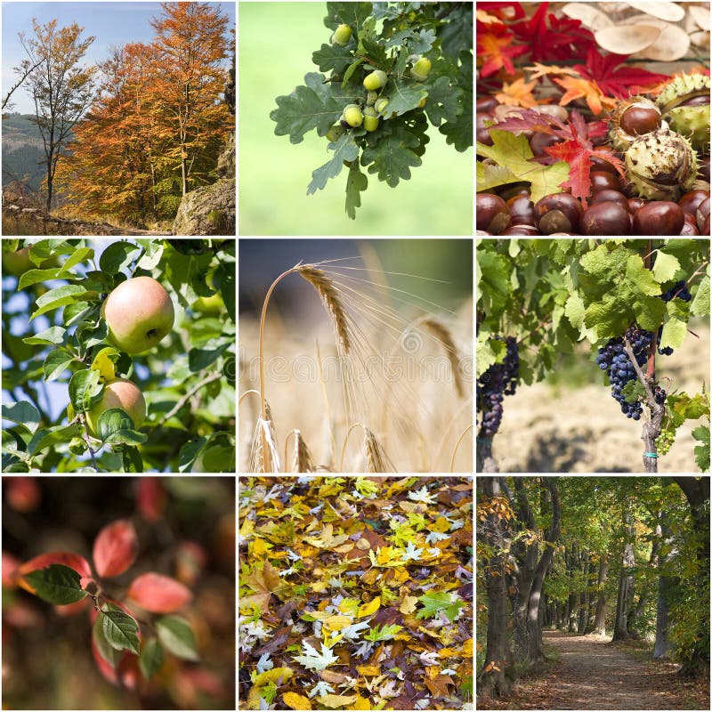 Autumn collage stock photo. Image of birth, frame, fall - 27577672
