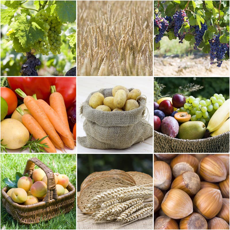 Autumn collage stock image. Image of grape, pepper, scenery - 21502585