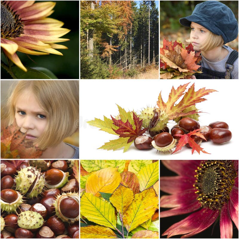 Autumn collage stock image. Image of brown, flower, carpet - 21502619