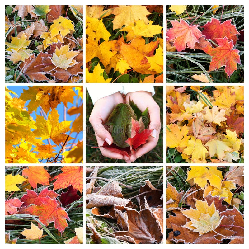 Fall leaf collage stock photo. Image of season, sunny - 16026812