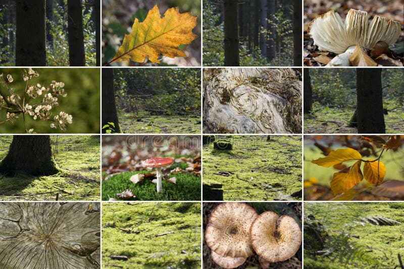 Autumn collage stock photo. Image of leave, botanical - 36826406
