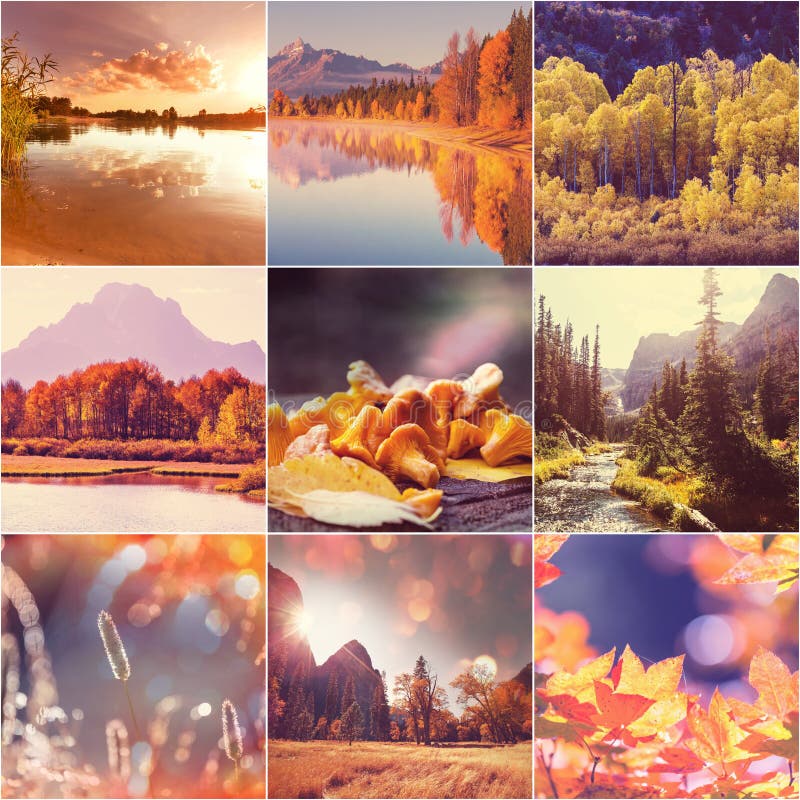 Autumn nature collage stock photo. Image of beautiful - 21357416
