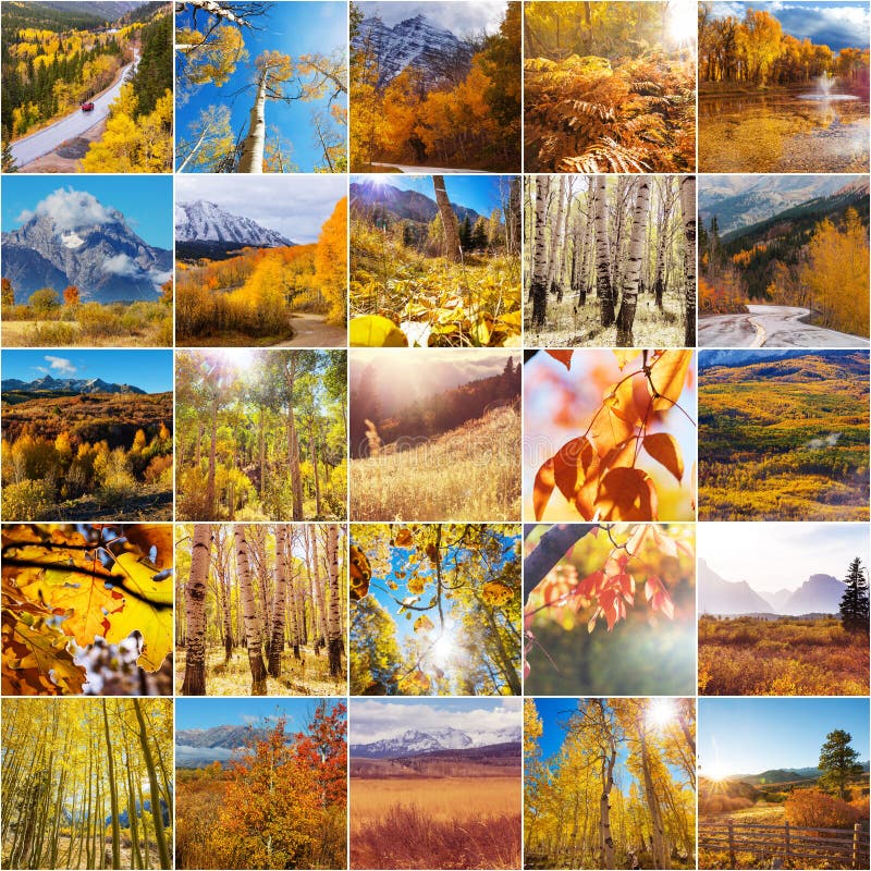 Autumn collage stock photo. Image of forest, foliage - 156619336