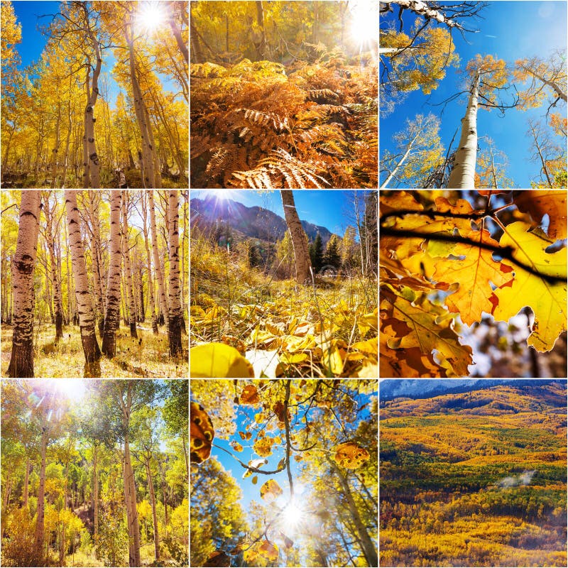 Autumn collage stock photo. Image of fall, countryside - 156619342